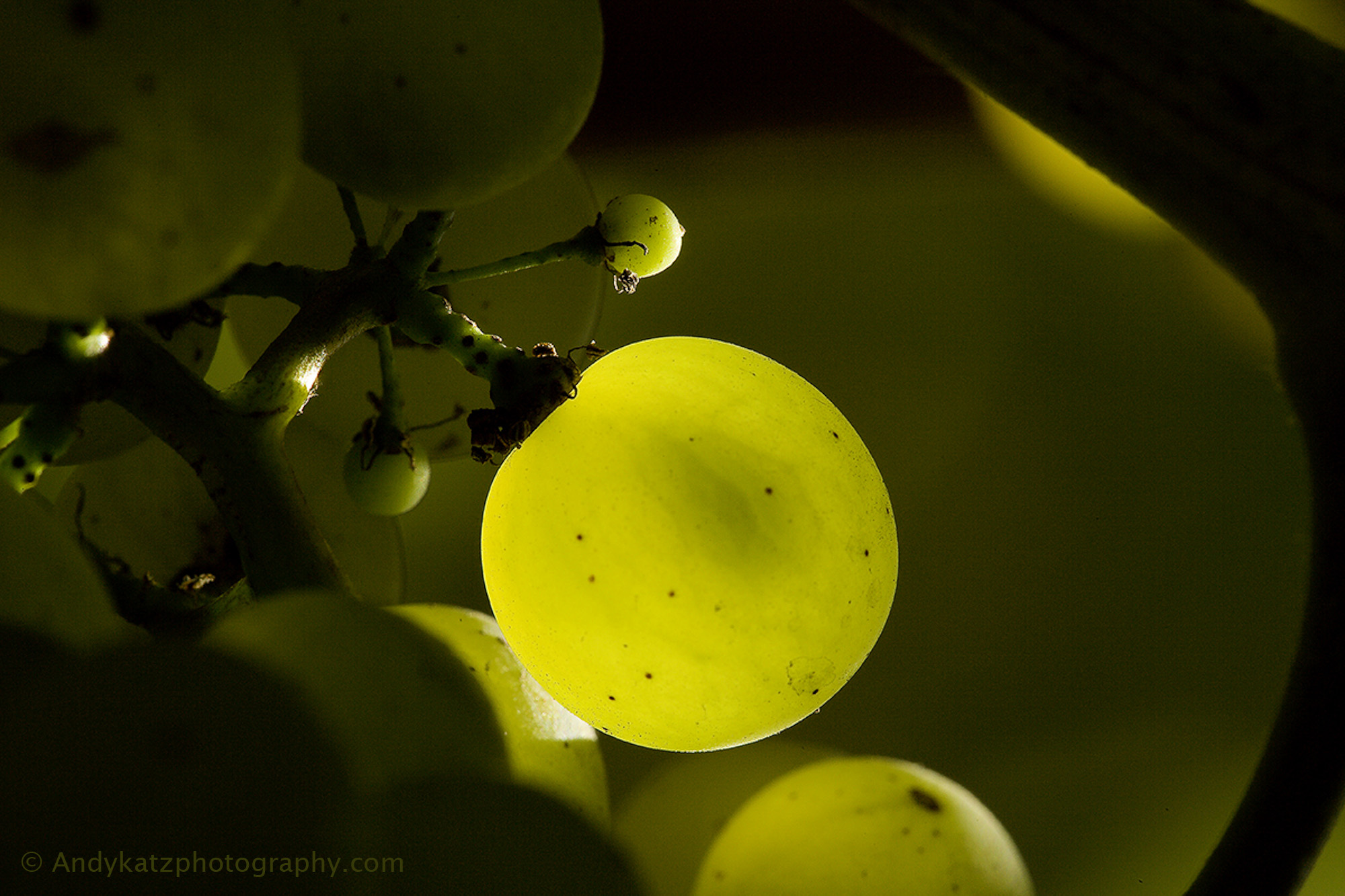 Vinography Images: Grape Light : Vinography