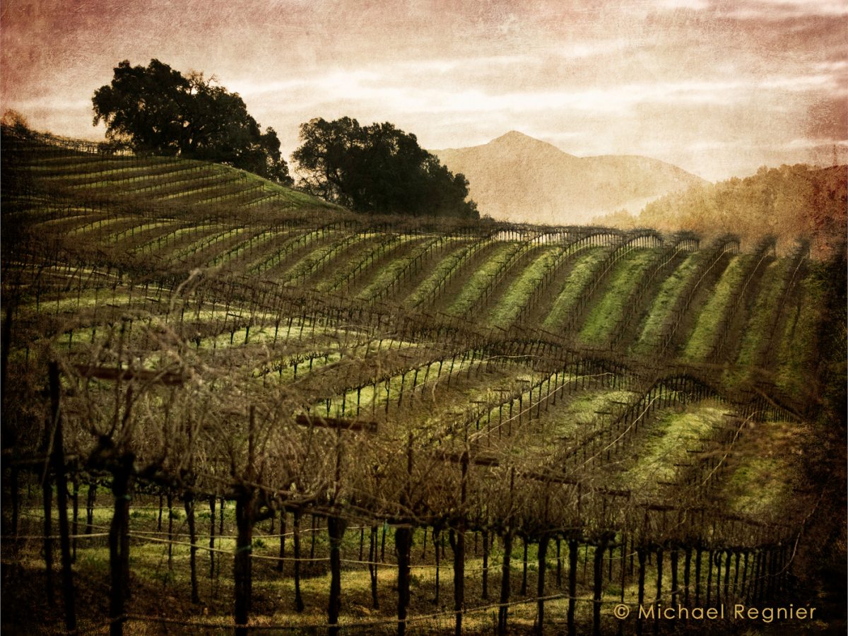 Vinography Images: Green Rows : Vinography