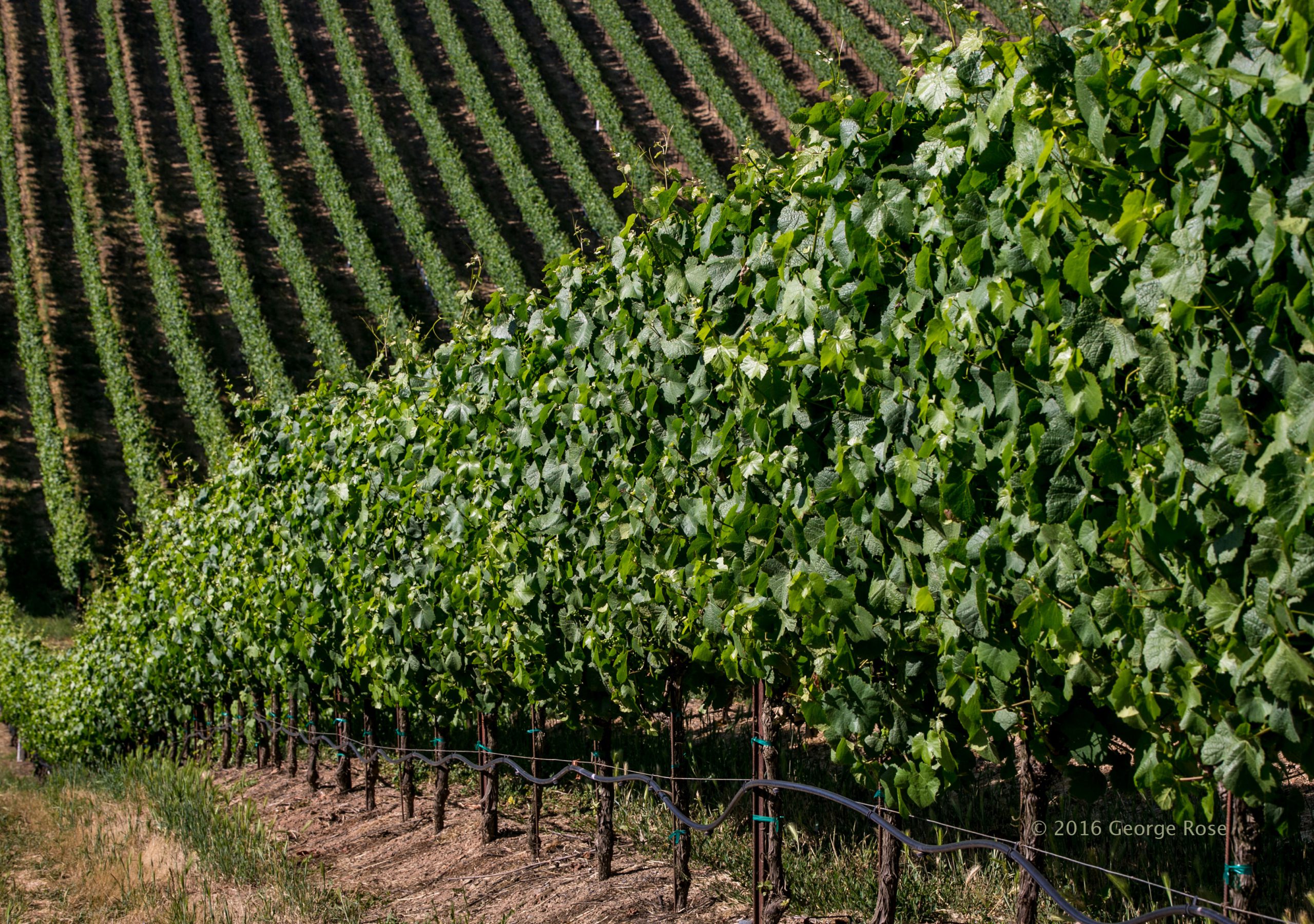Vinography Images: Happy Green Vines : Vinography
