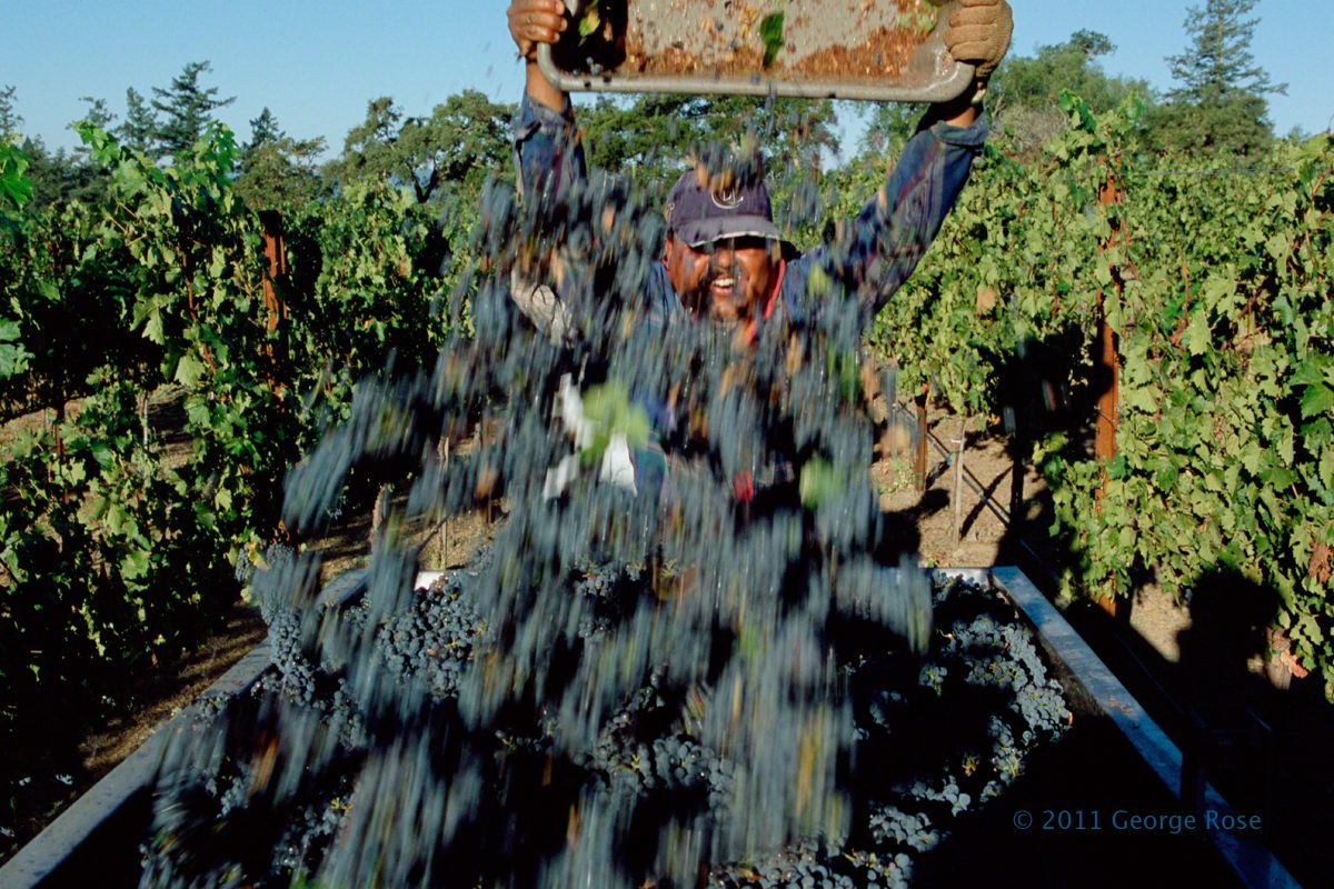 Vinography Images: Harvest Cascade : Vinography