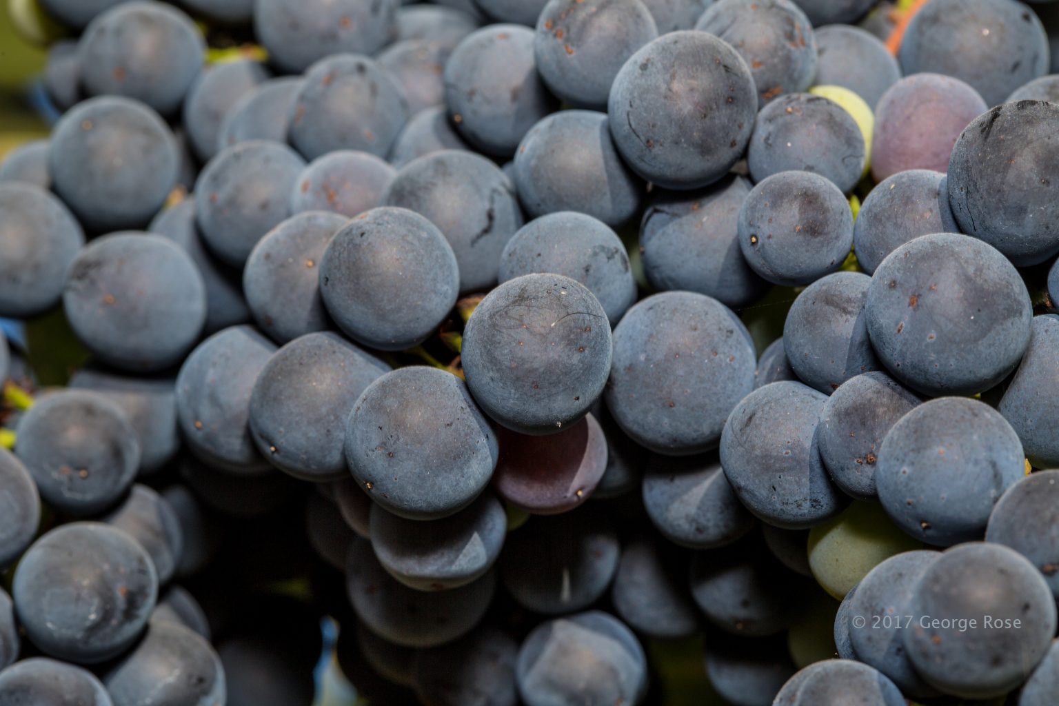 Vinography Images: Killer Fruit : Vinography