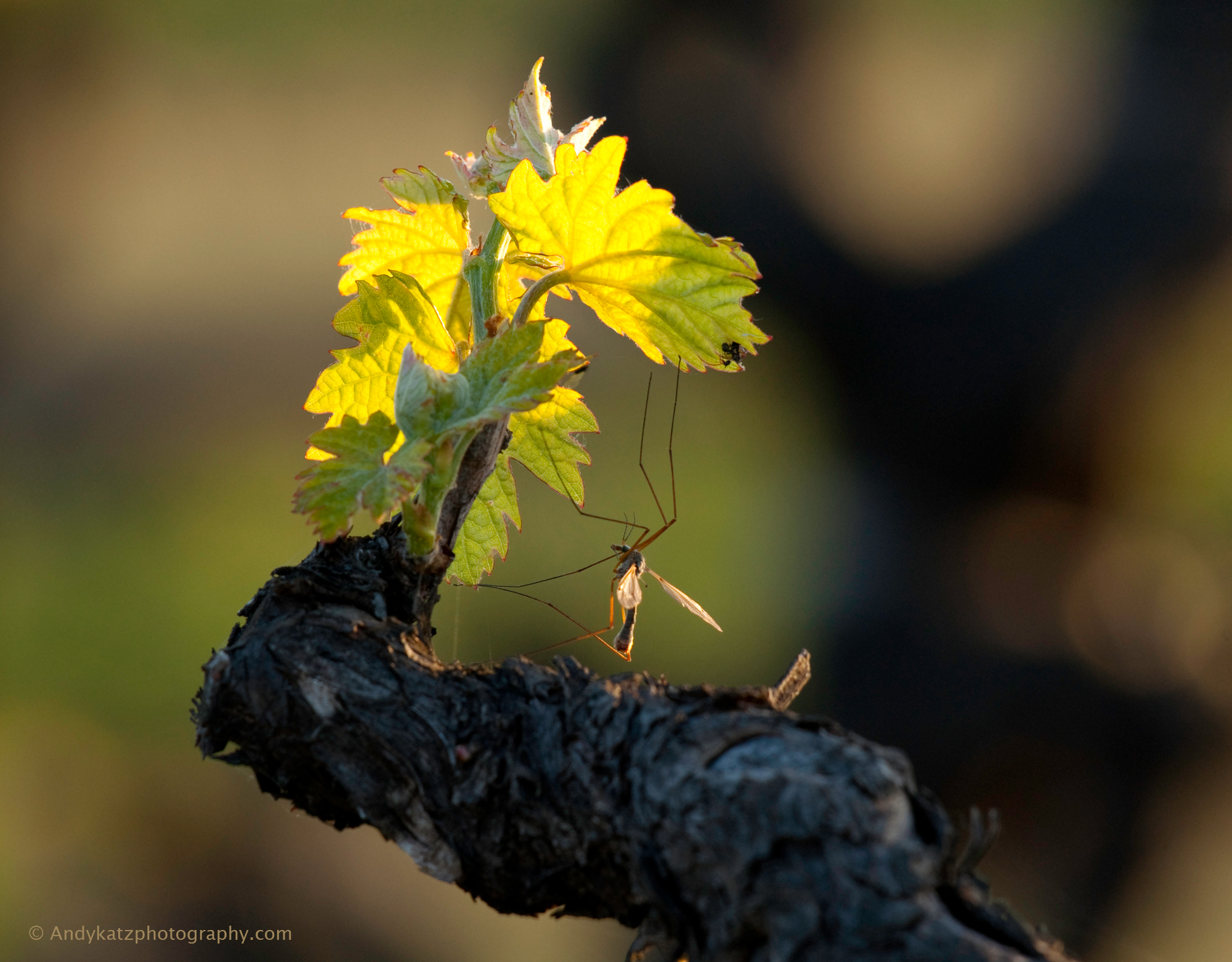 Vinography Images: Leafing Out : Vinography
