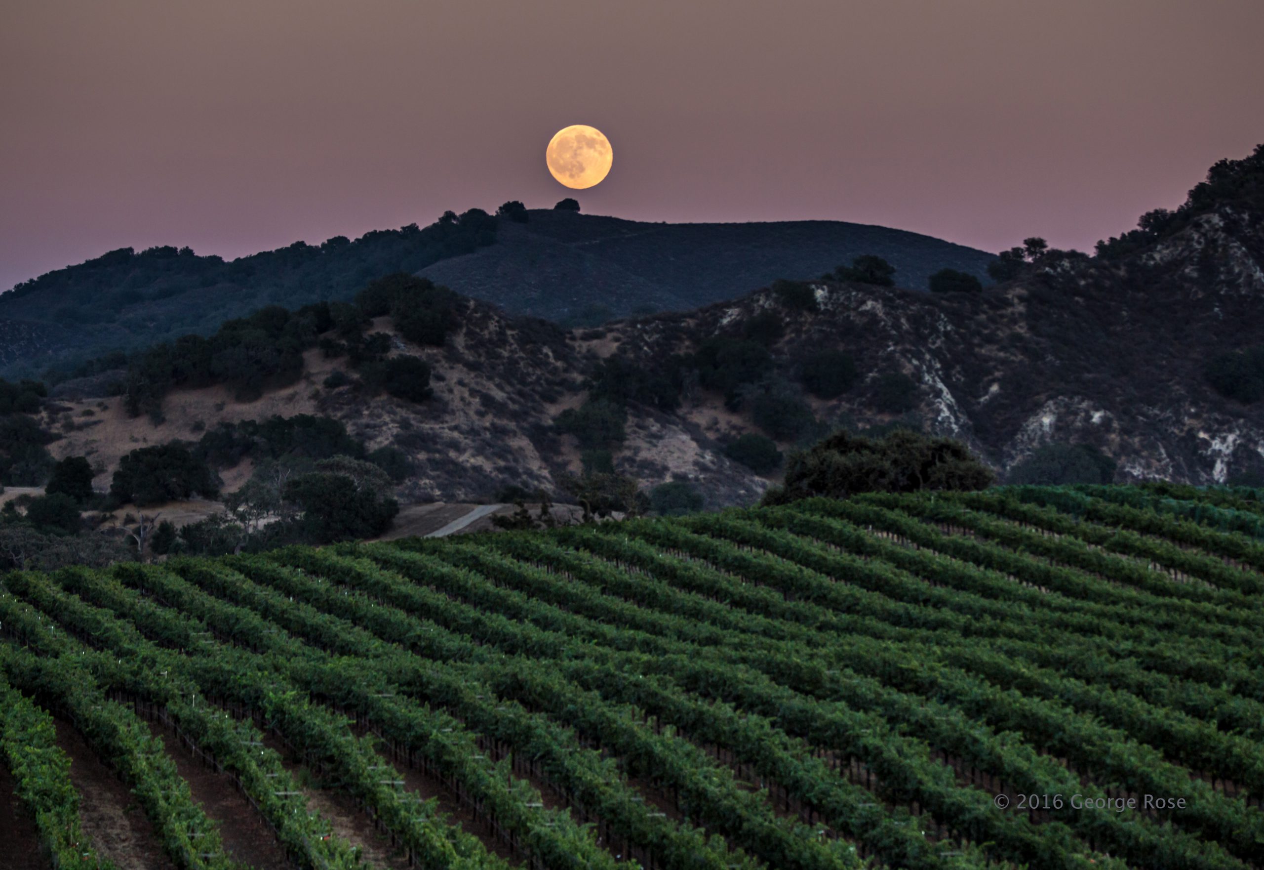 Vinography Images: Moon Vines : Vinography