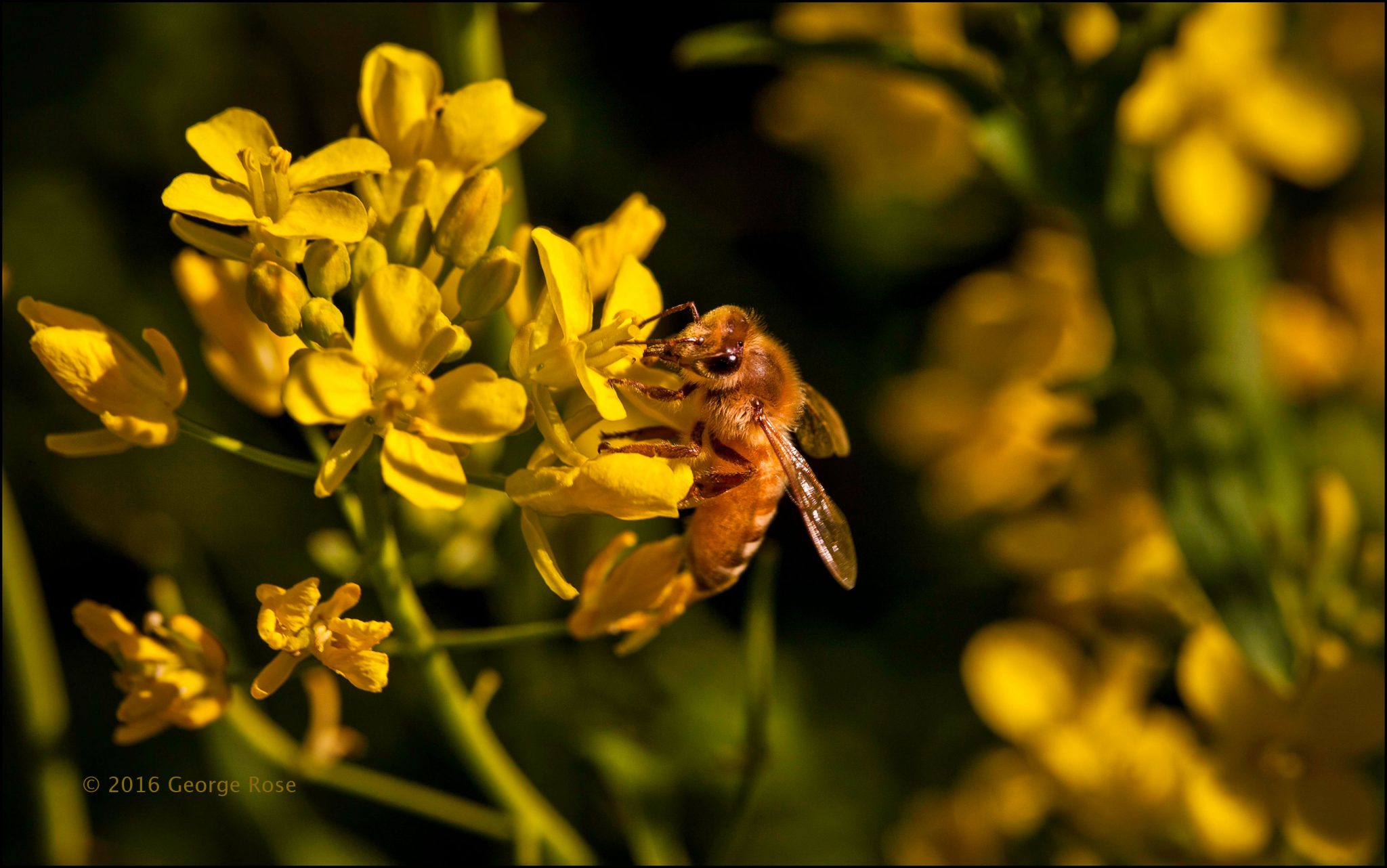 Vinography Images: Mustard Season : Vinography