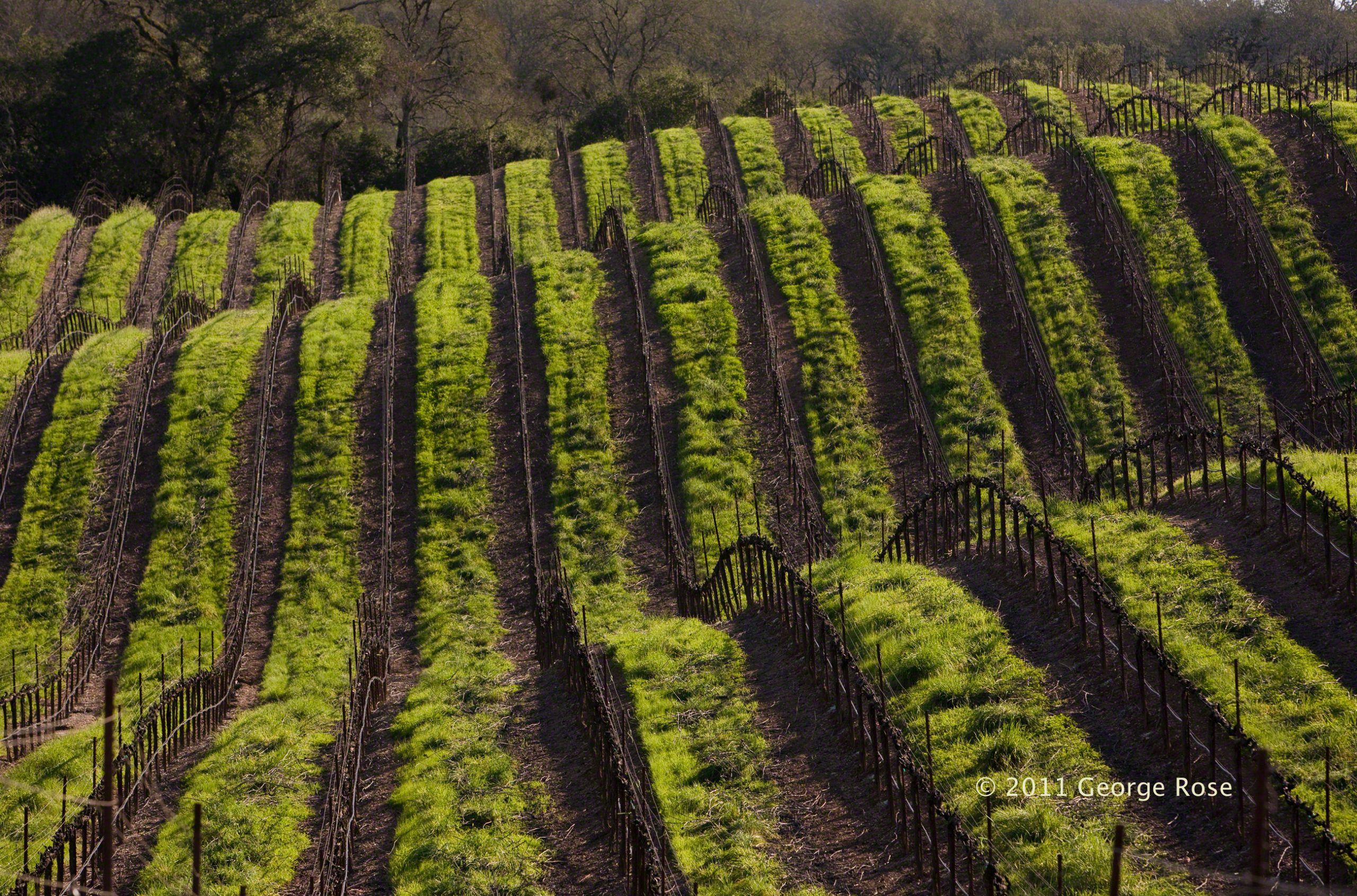Vinography Images: Nicole's Vineyard : Vinography