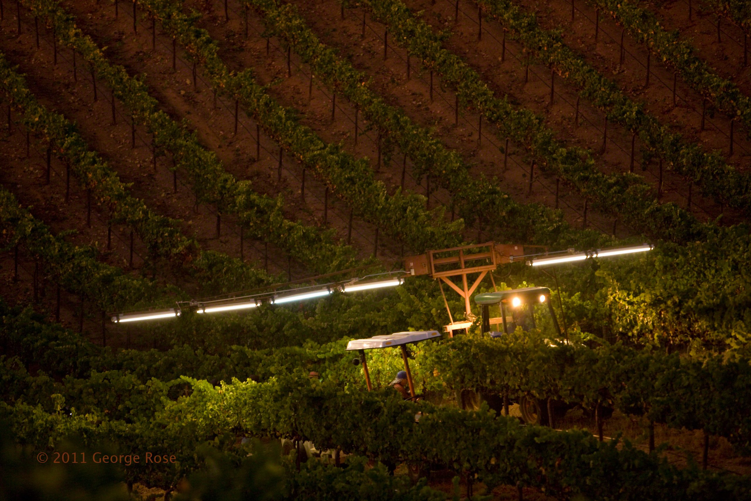 Vinography Images: Night Harvest : Vinography