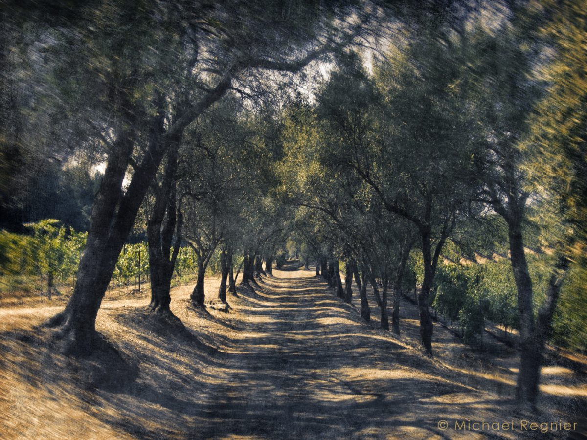 Vinography Images: Olive Tree Lane : Vinography
