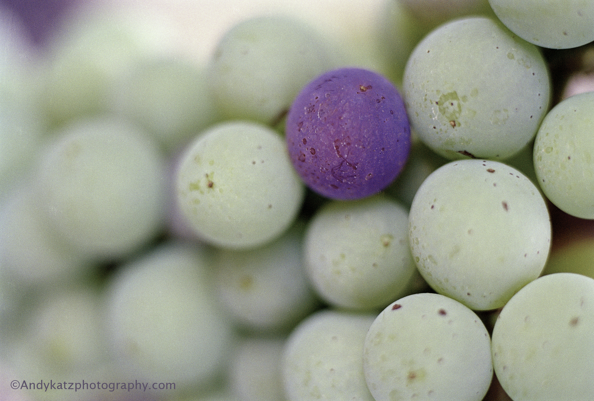 Vinography Images: One Red Grape : Vinography