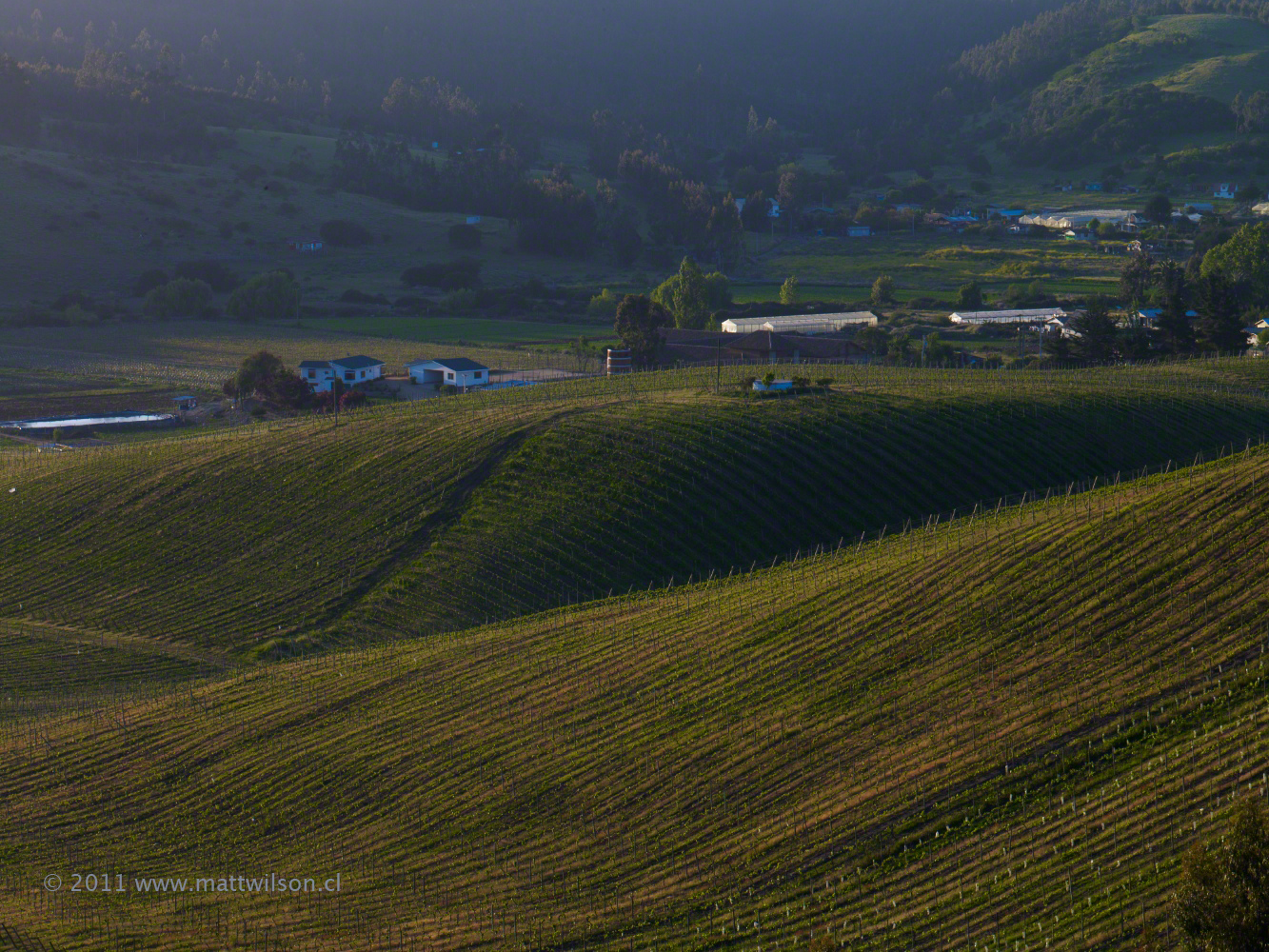 Vinography Images: Rolling Vineyards : Vinography