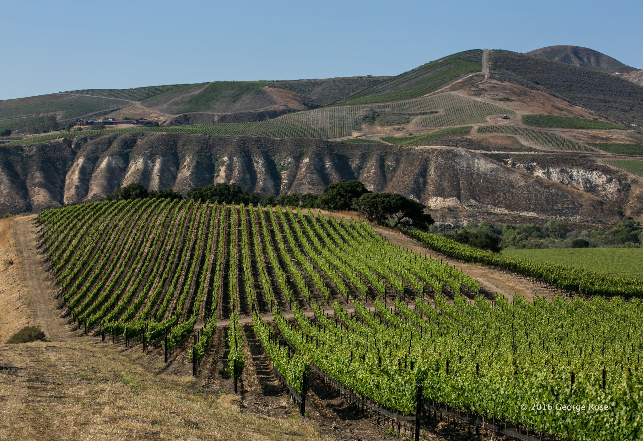 Vinography Images: Saint Rita : Vinography