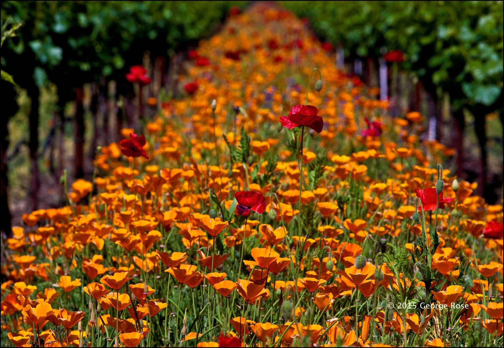 Vinography Images: Sonoma Spring : Vinography