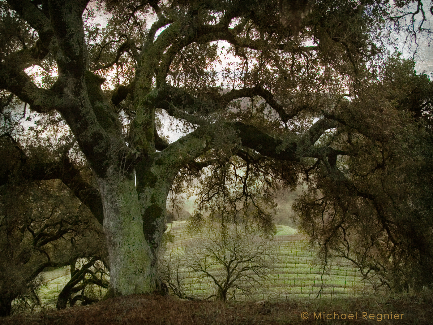Vinography Images: Sprawling Tree : Vinography