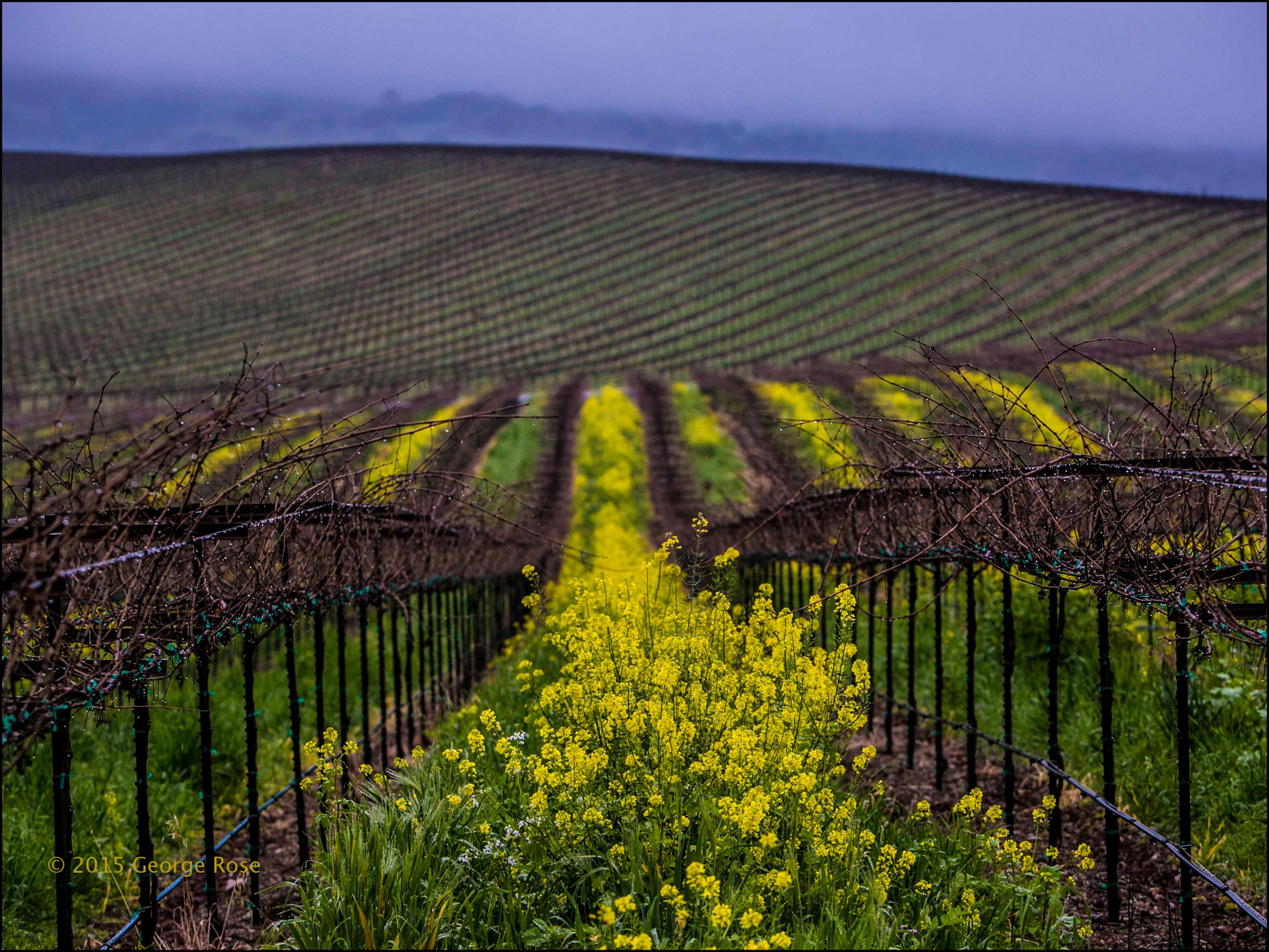 Vinography Images: Spring Dreams : Vinography
