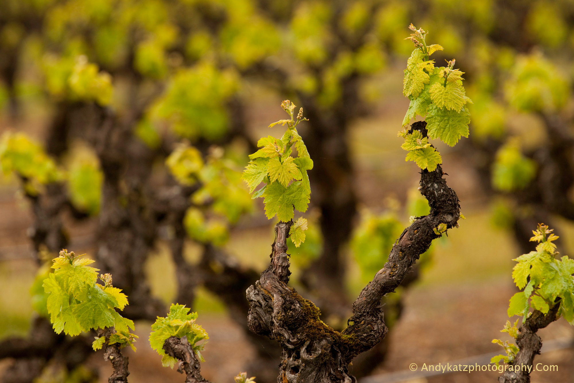 Vinography Images: Spring in the Vineyard : Vinography