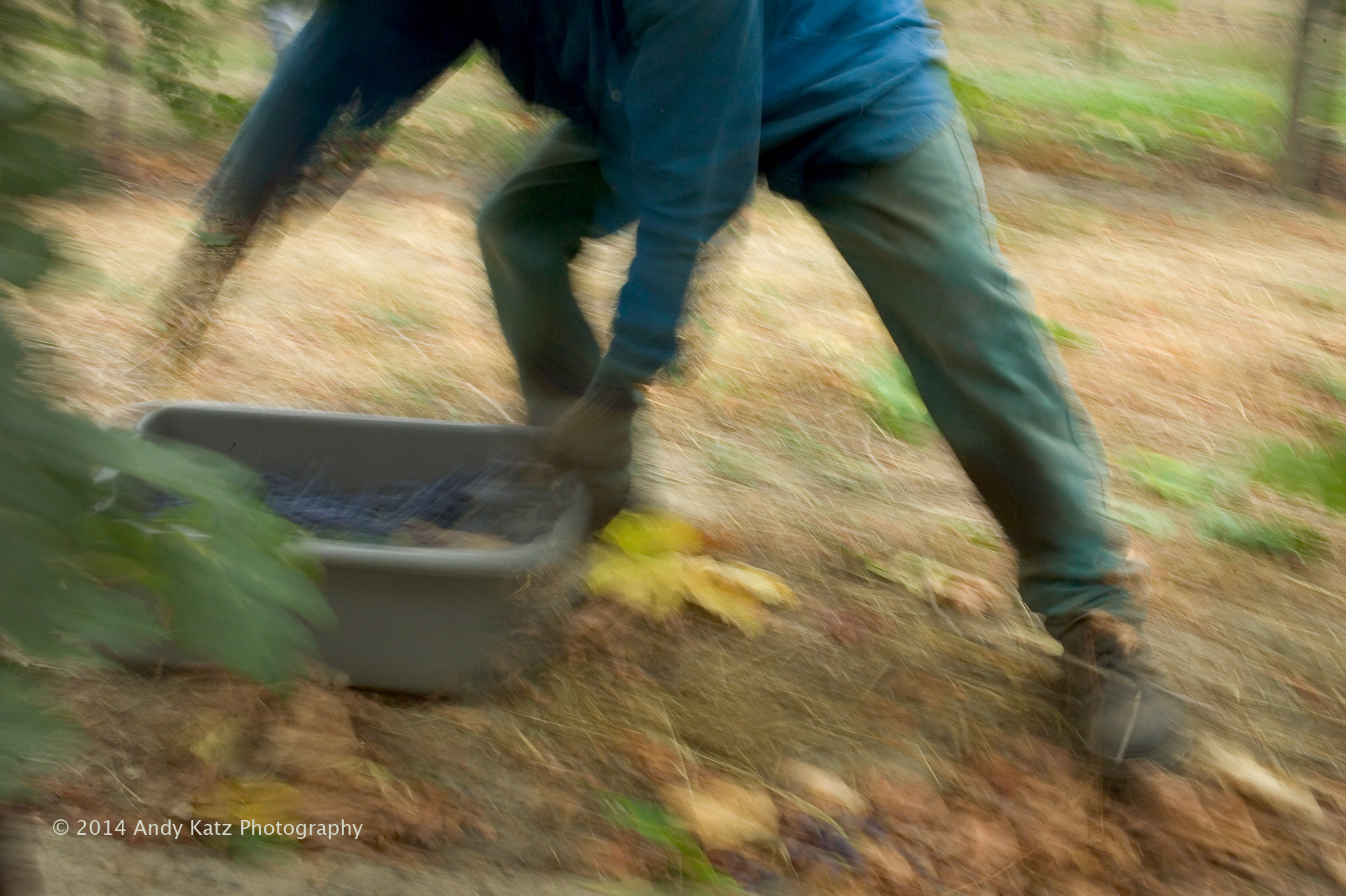 Vinography Images: Swift Work : Vinography