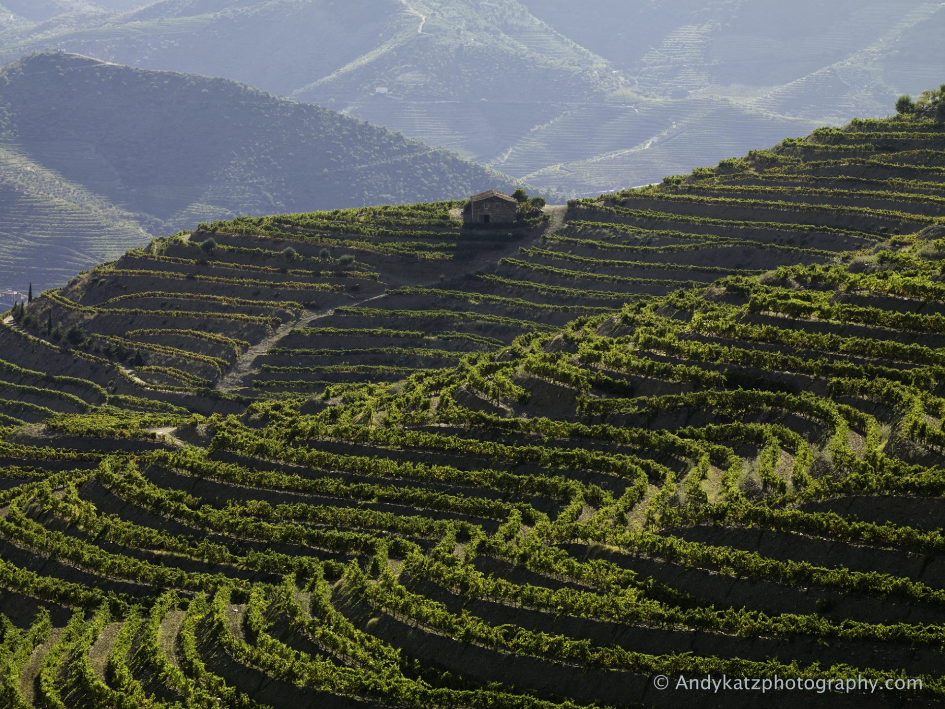 Vinography Images: Terraced Vineyards : Vinography