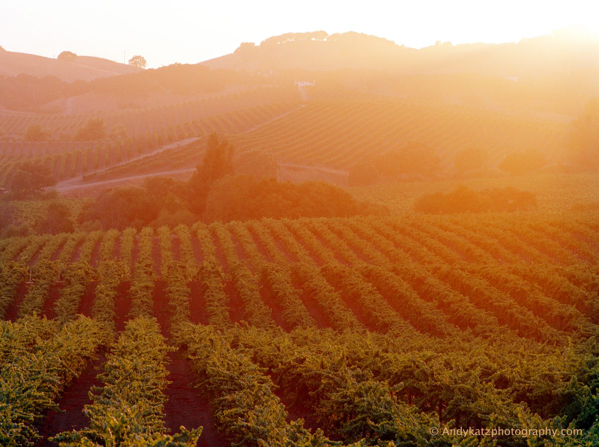 Vinography Images: The Golden Glow : Vinography