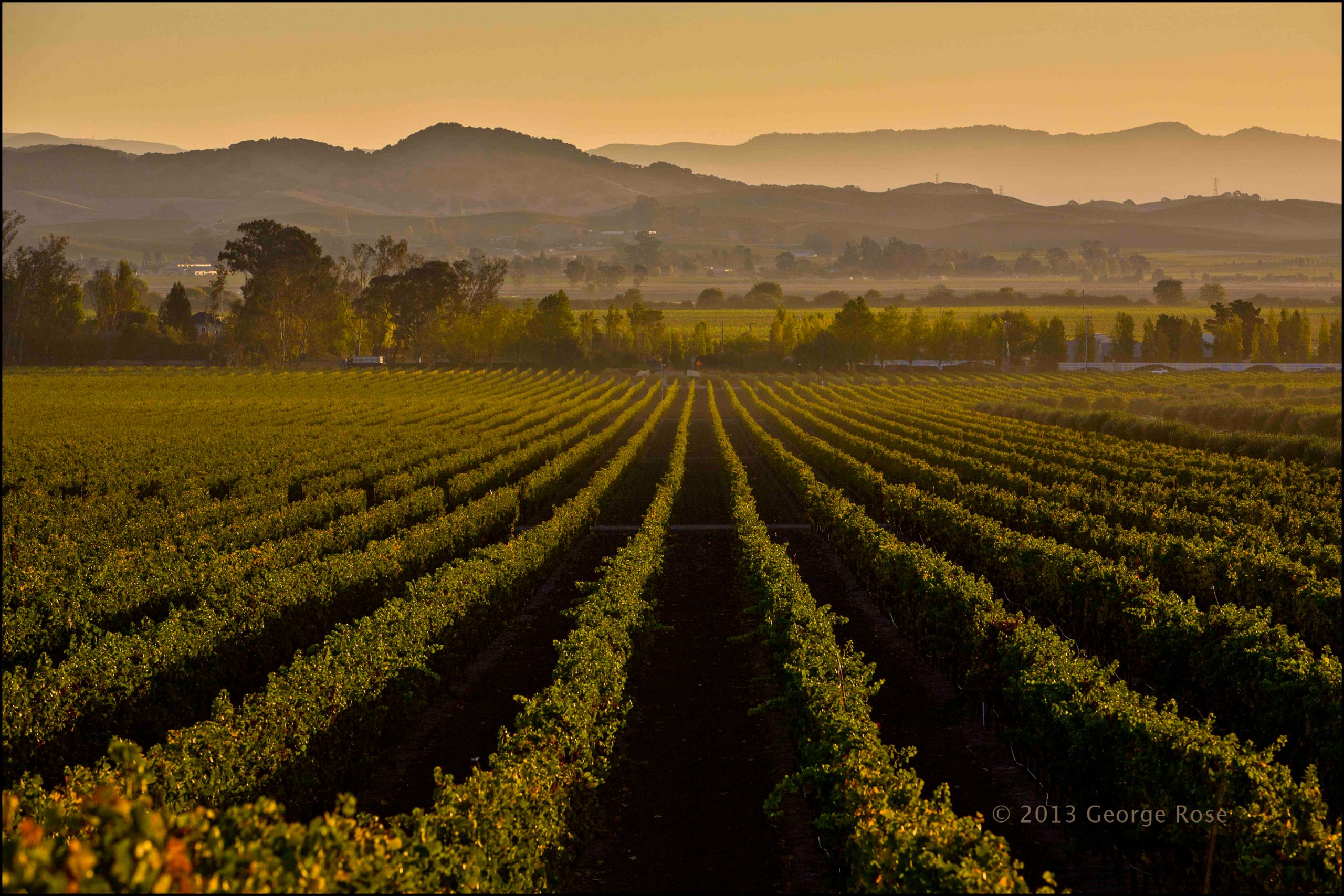 Vinography Images: The Long Row : Vinography
