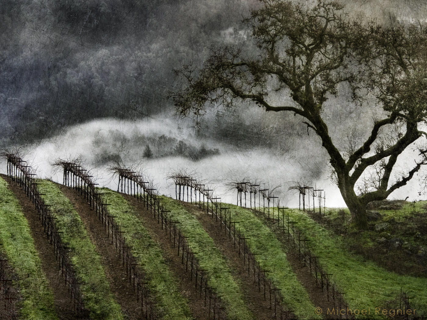 Vinography Images: Winter, Trace Ridge Estate : Vinography