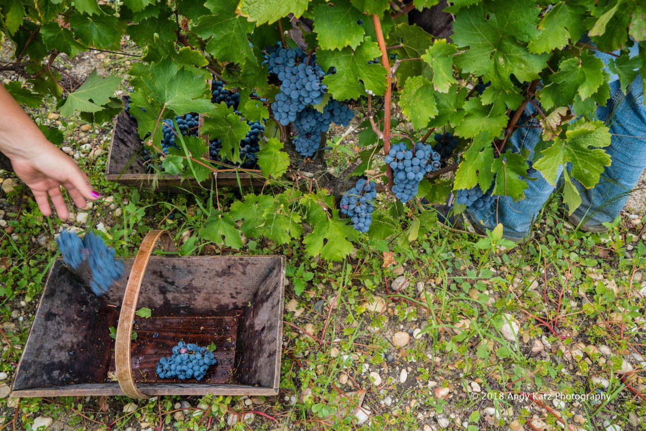 Vinography Images: Traditional Harvest : Vinography