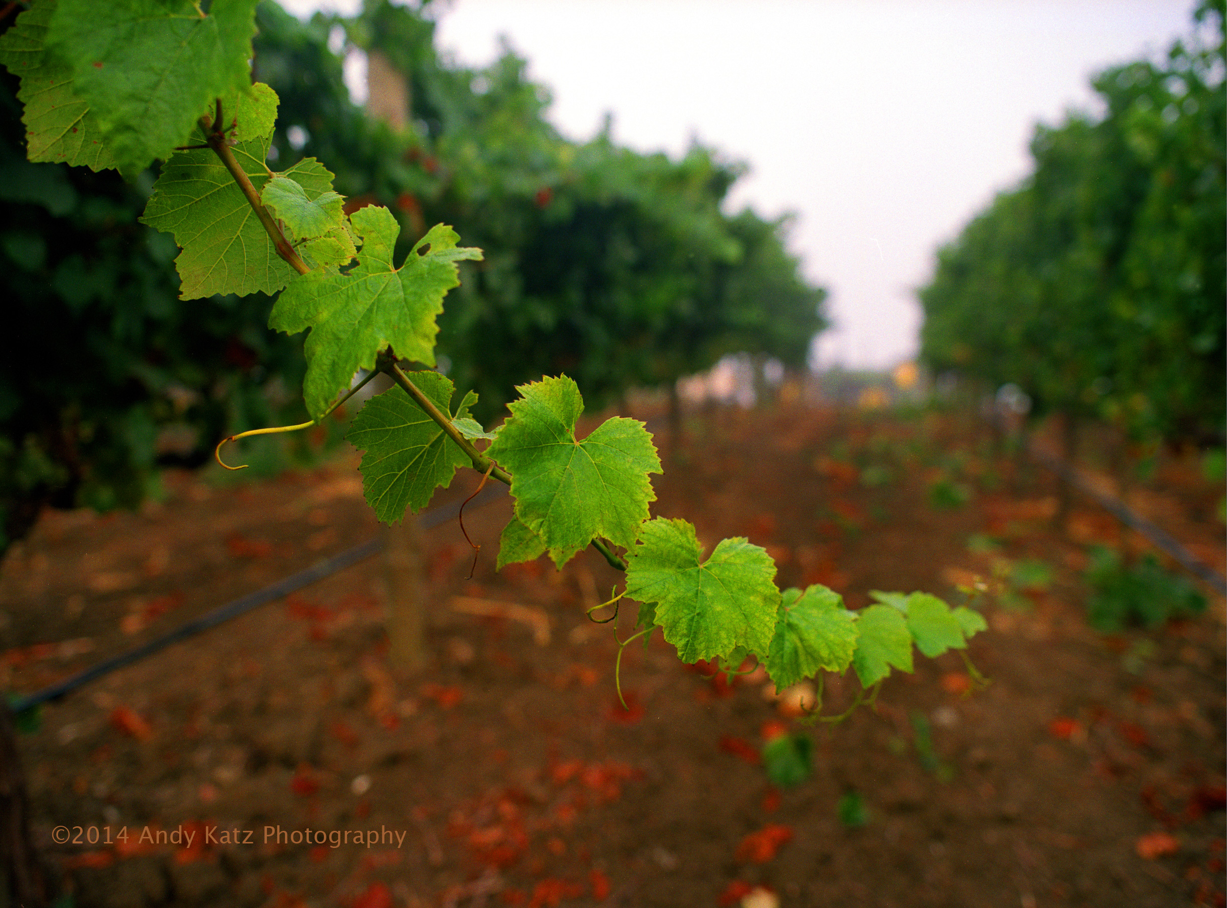 Vinography Images: Trailing Vine : Vinography