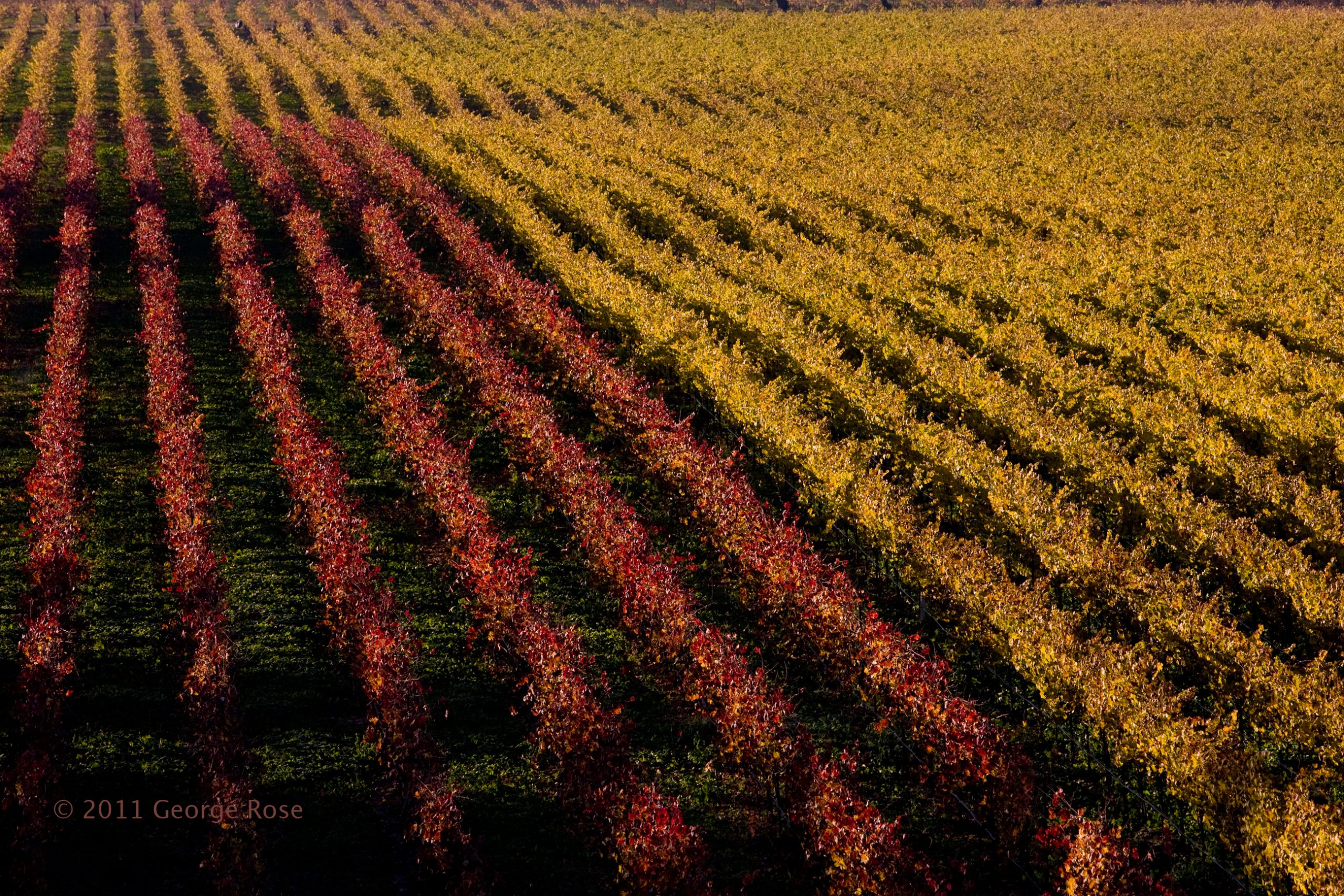 Vinography Images: Two Colors of Autumn : Vinography