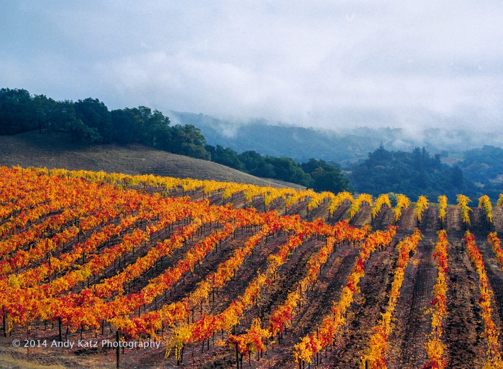Vinography Images: Two Tone : Vinography