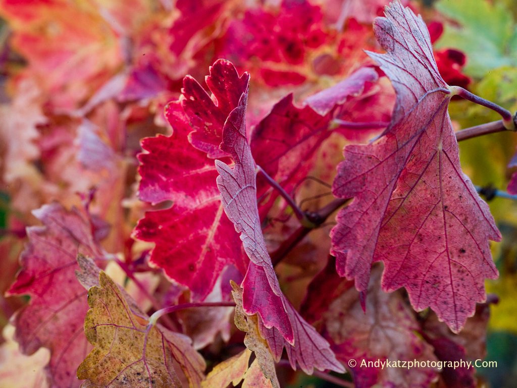 Vinography Images: Vine Color : Vinography