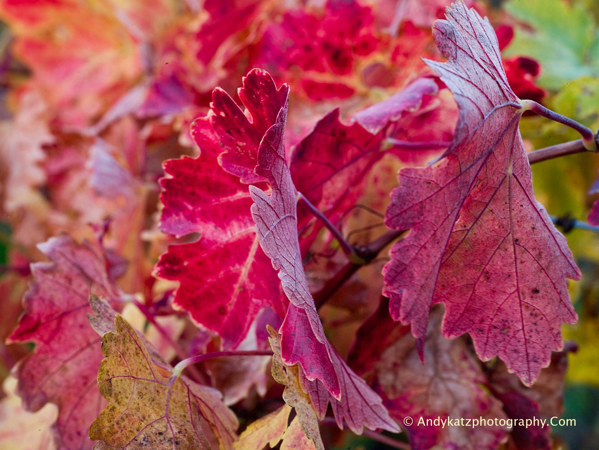 Vinography Images: Vine Color : Vinography