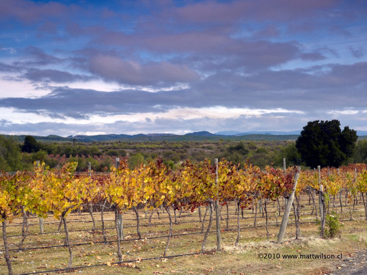 Vinography Images: Vines in Autumn : Vinography
