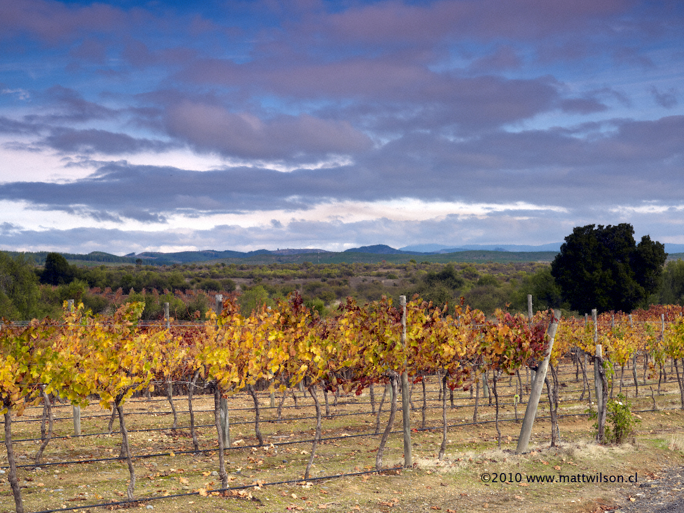 Vinography Images: Vines in Autumn : Vinography