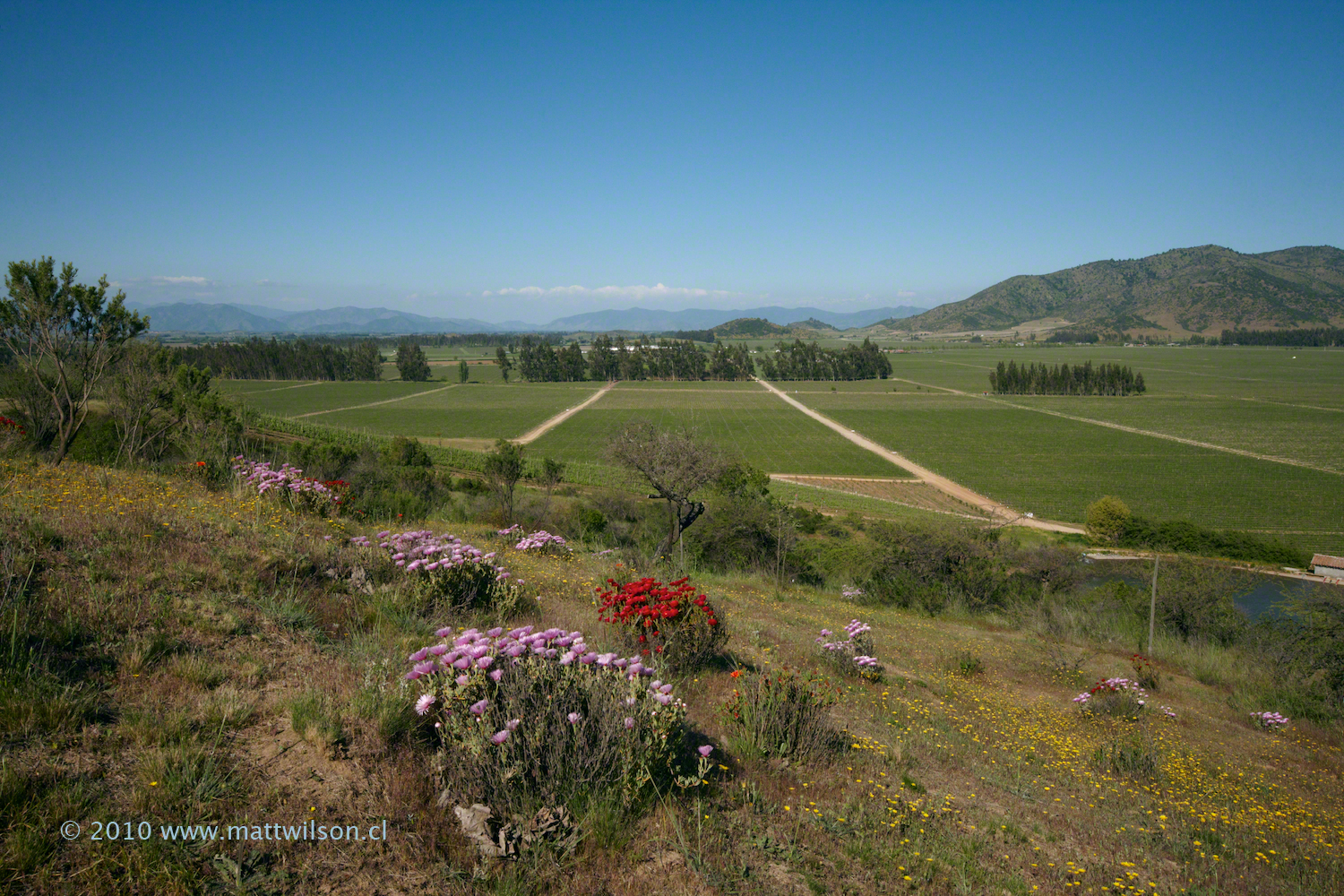 Vinography Images: Vineyard Flowers : Vinography