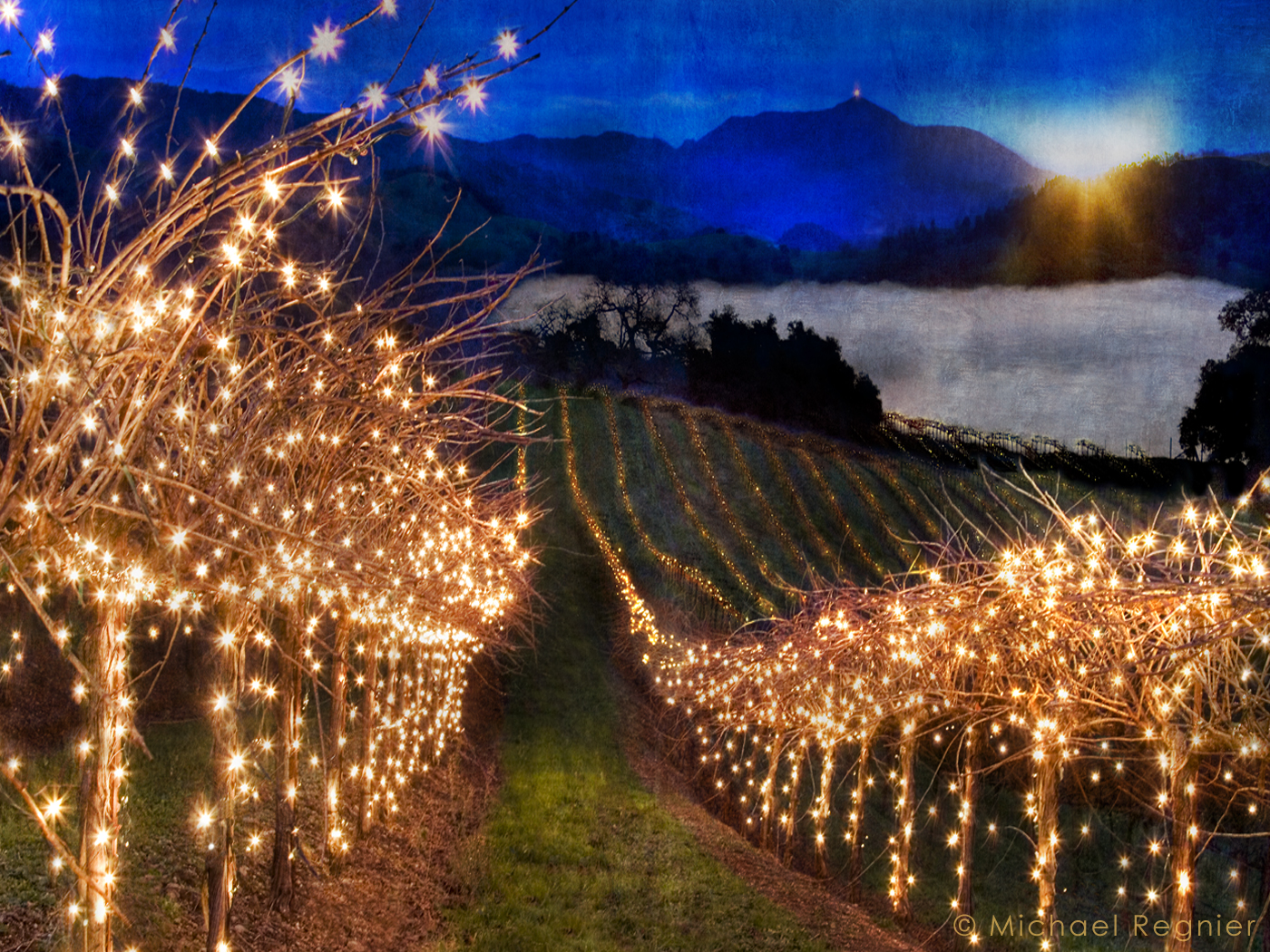 Vinography Images: Vineyard Lights : Vinography
