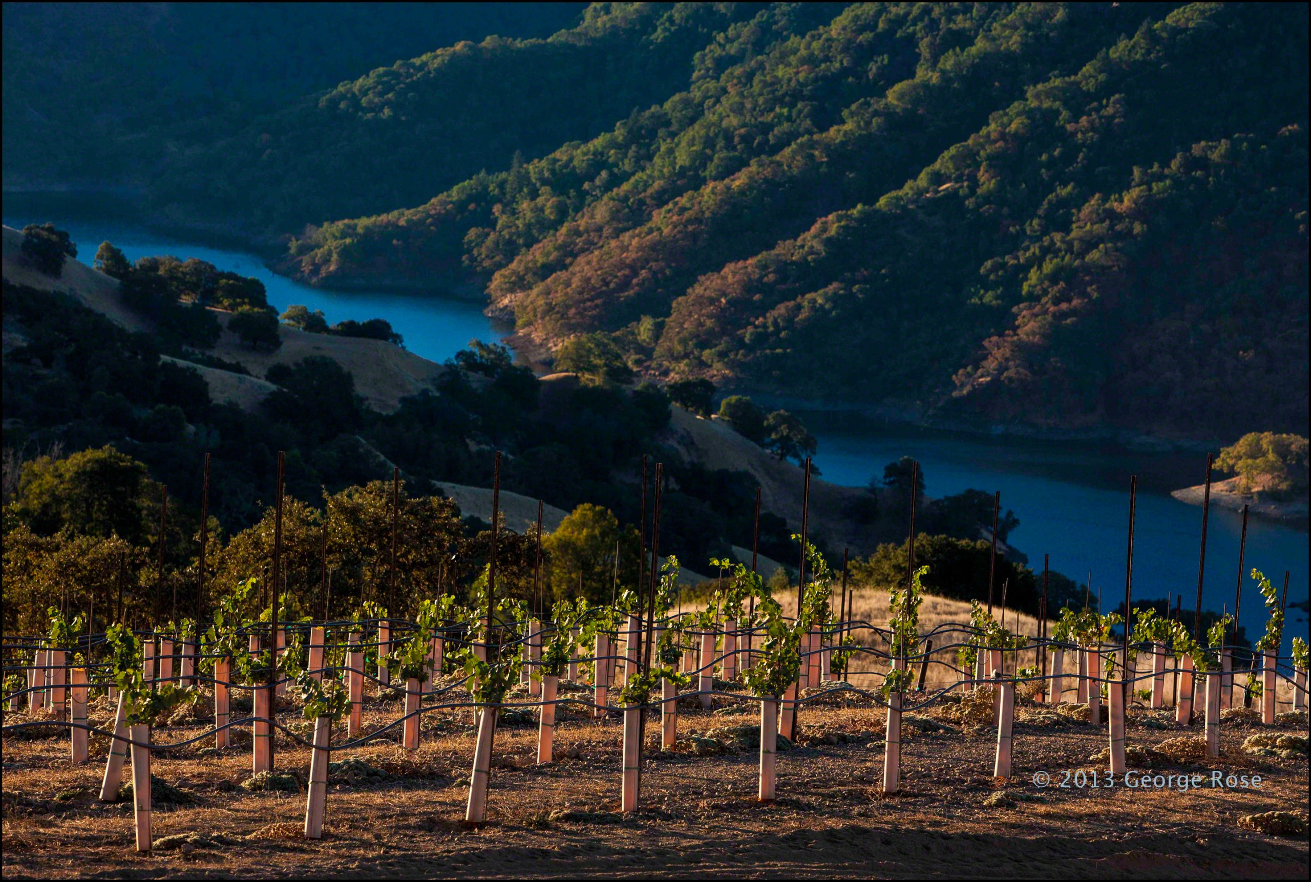 Vinography Images: Vineyard With a View : Vinography