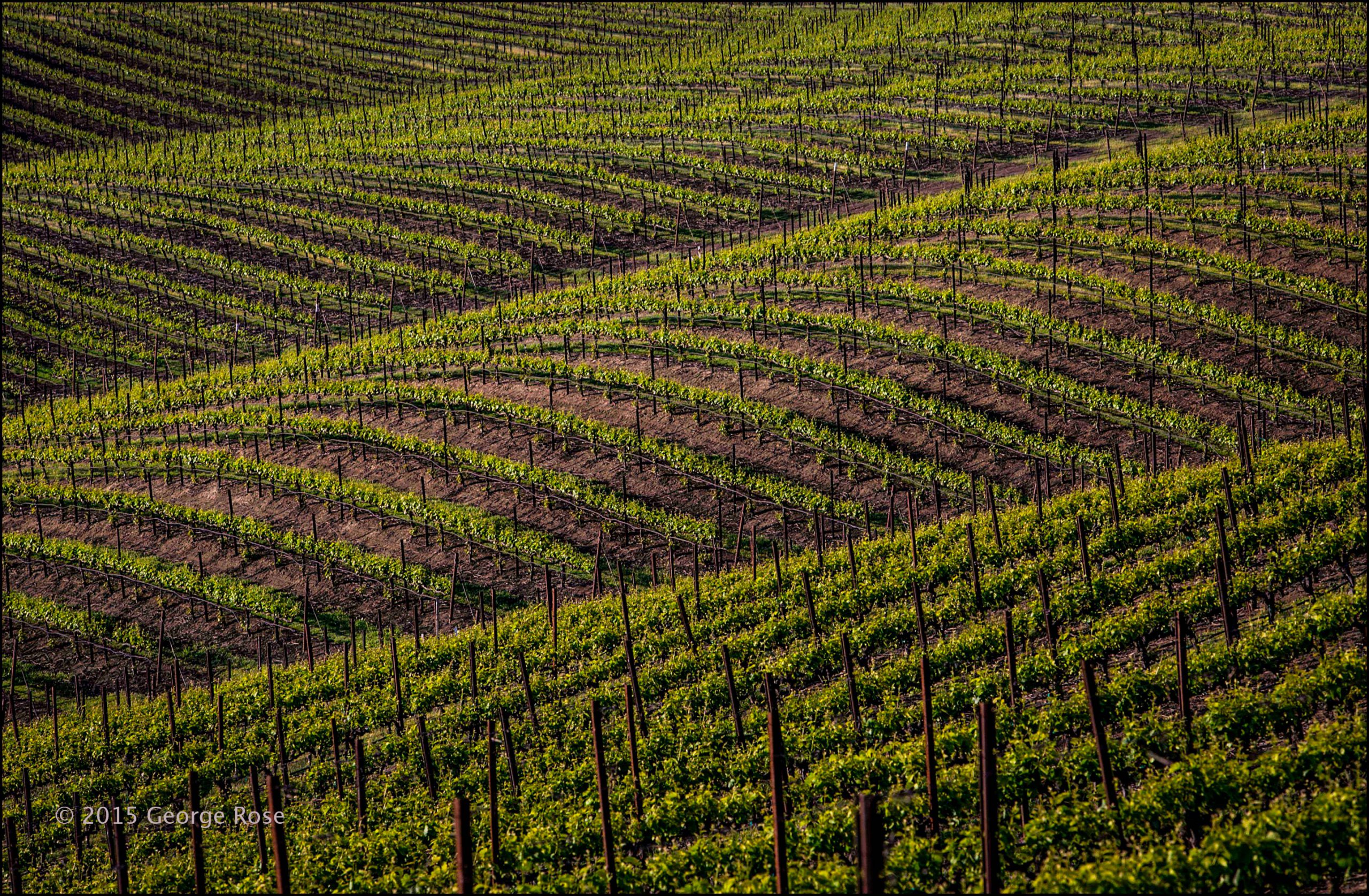 Vinography Images: Waves of Vines : Vinography