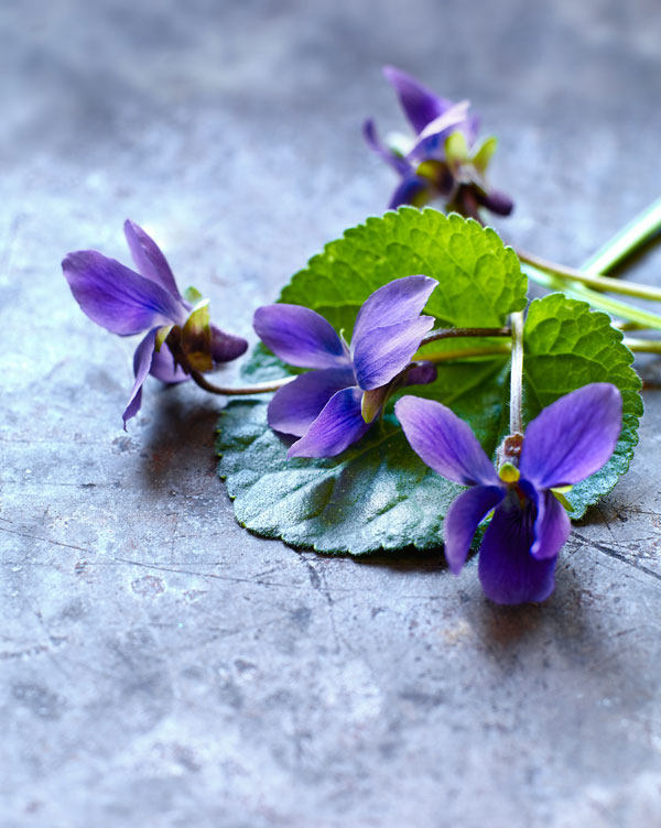 The Essence of Wine: Violets : Vinography