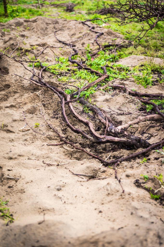 Tasting Through the Sands of Time: The Miracle of Colares Wine : Vinography