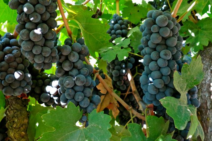 The Lodi Zinfandel Revolution Continues : Vinography