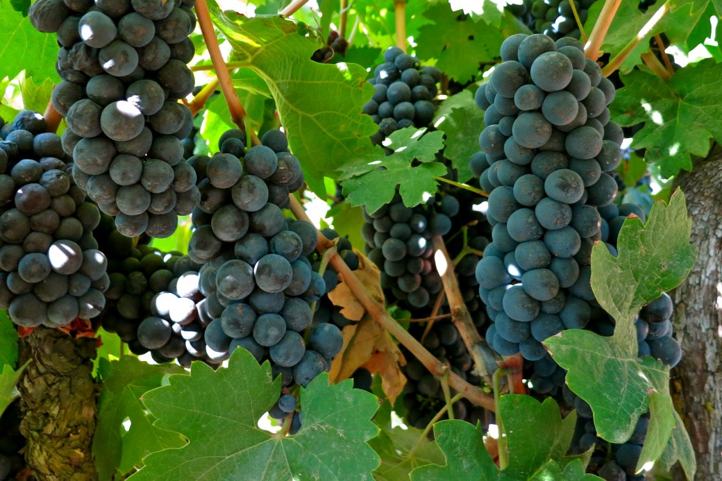 The Lodi Zinfandel Revolution Continues : Vinography