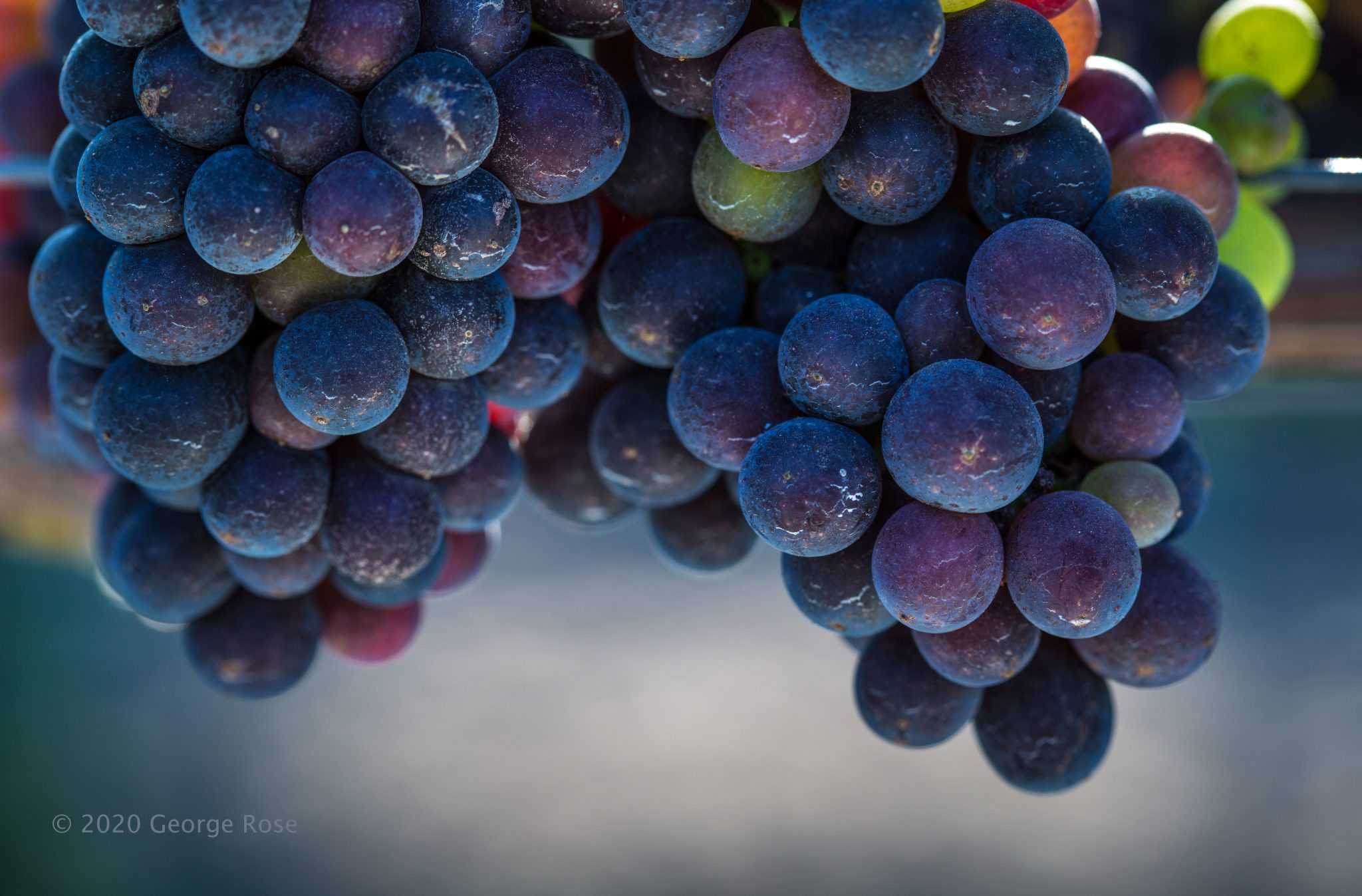 Vinography Images: Happy Grapes : Vinography