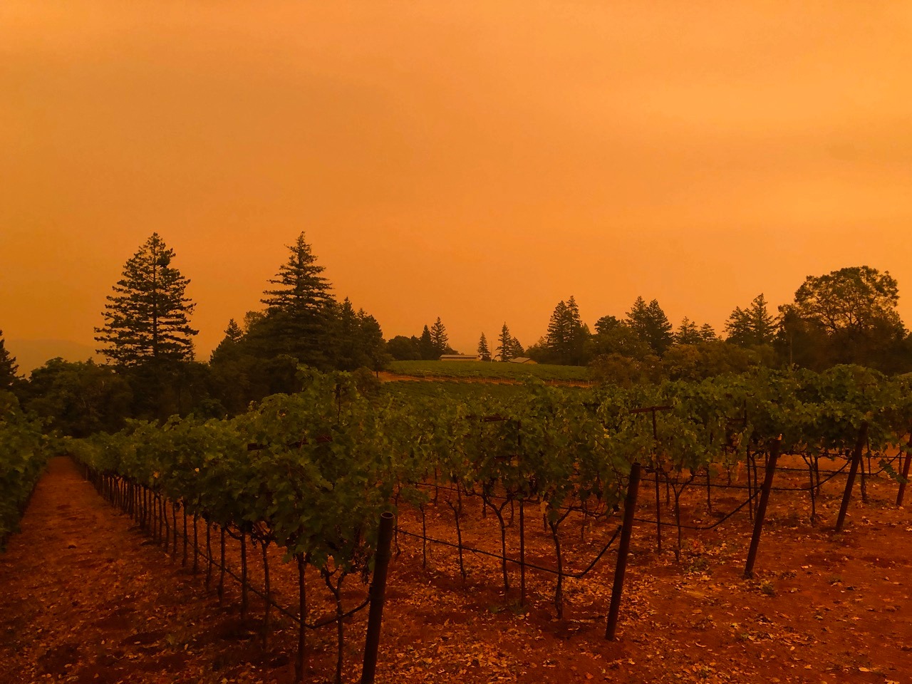 Harvest of Fear : Vinography