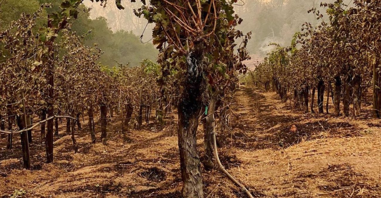 Napa Wineries Ask ‘What now?’ As They Survey Glass Fire Wreckage ...