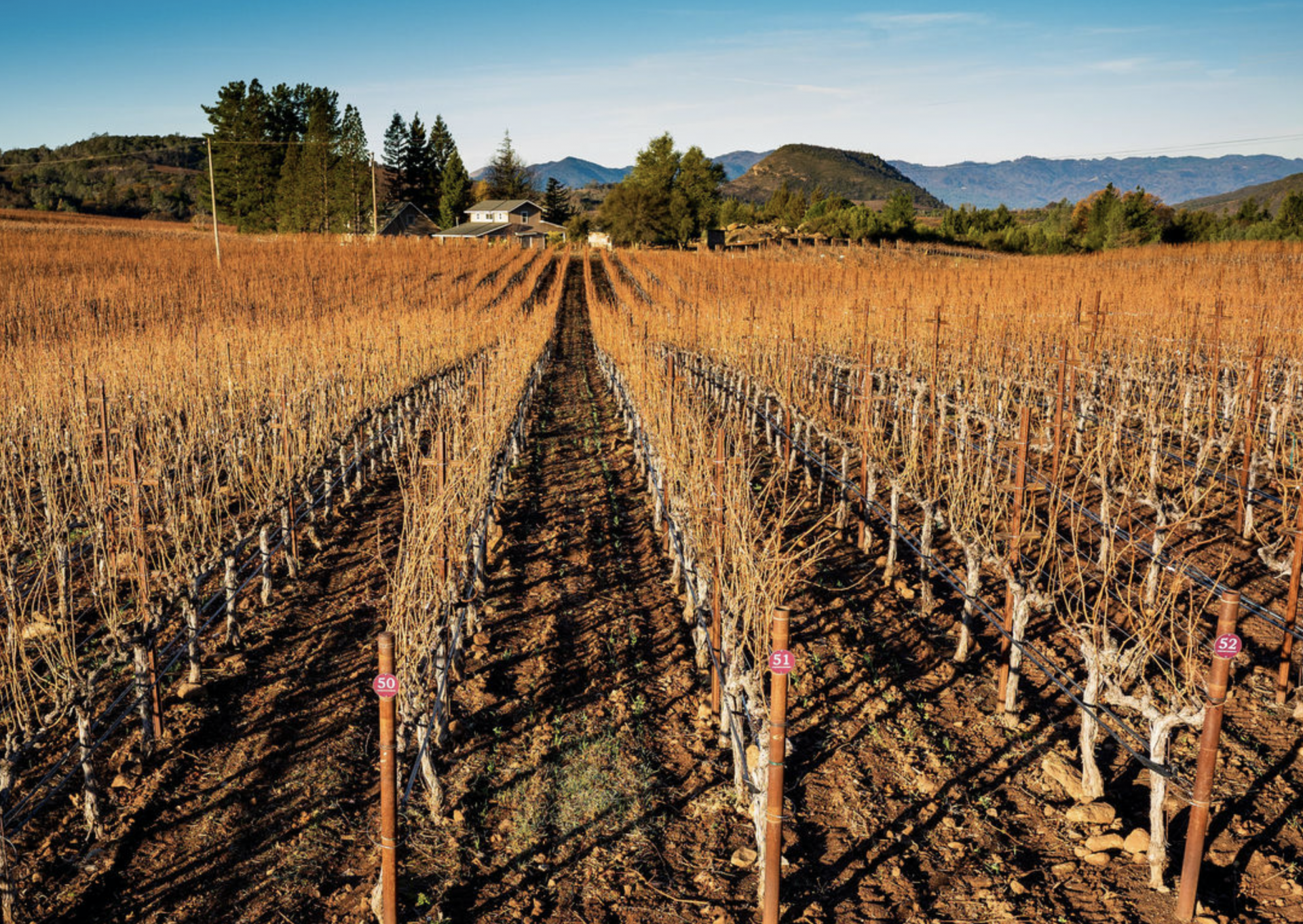 New Names, New Wines from Napa : Vinography