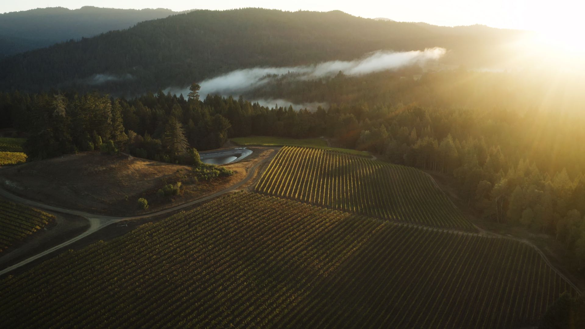 A Voice From the Fog: Current Releases From Peay Vineyards : Vinography