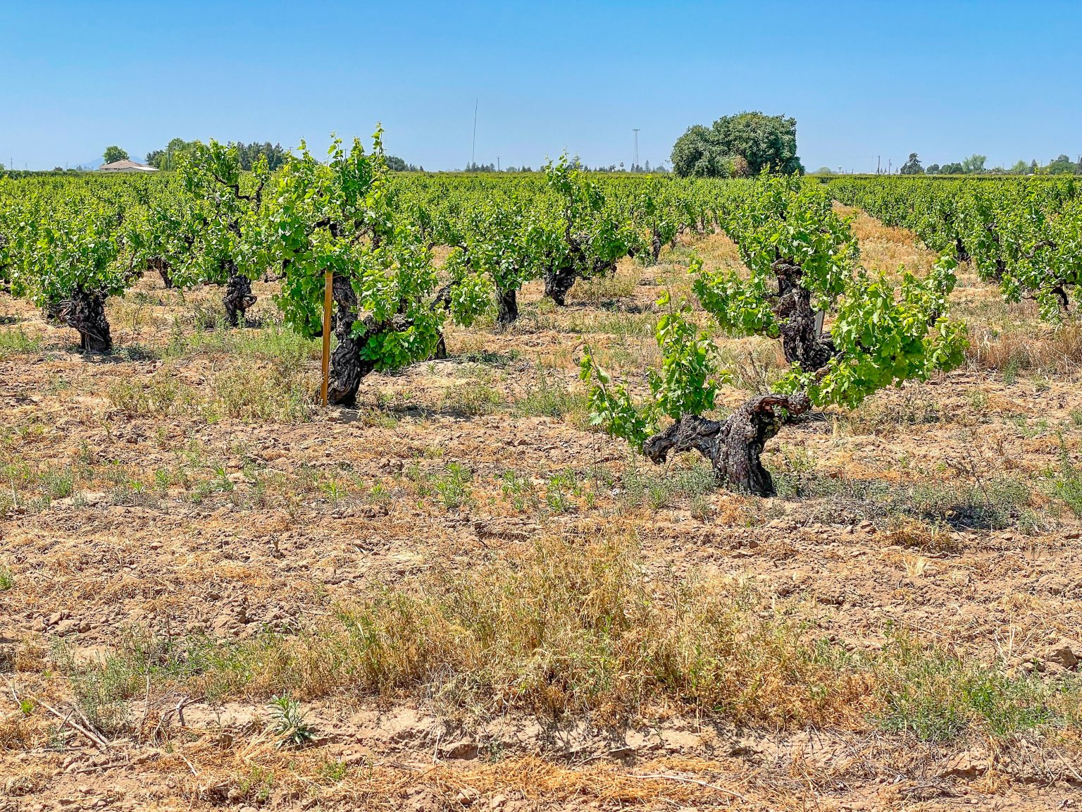 Tasting California's Ancient Vines: Lodi's Heritage Vineyards : Vinography