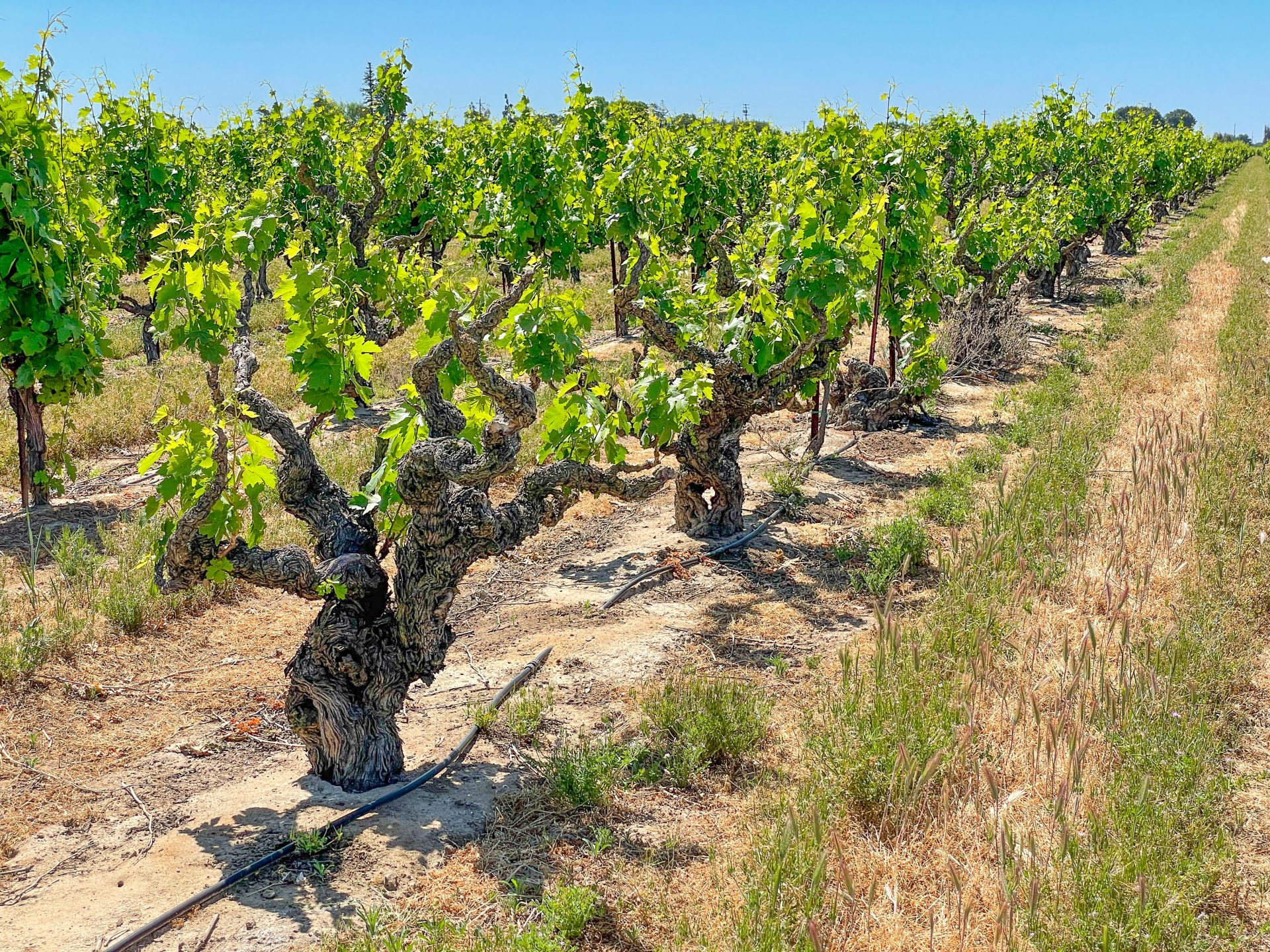 Tasting California's Ancient Vines: Lodi's Heritage Vineyards : Vinography