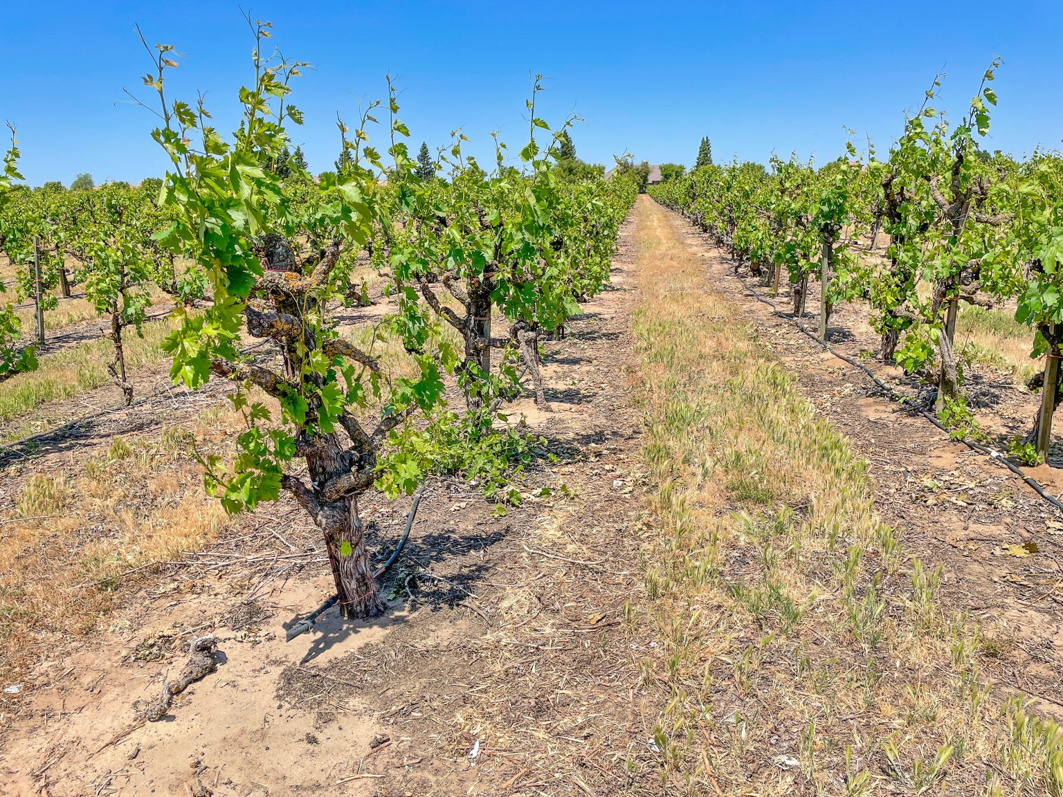 Tasting California's Ancient Vines: Lodi's Heritage Vineyards : Vinography