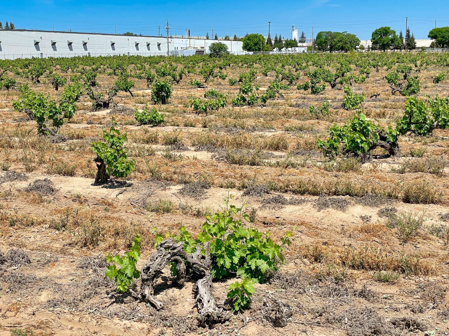 Tasting California's Ancient Vines: Lodi's Heritage Vineyards : Vinography