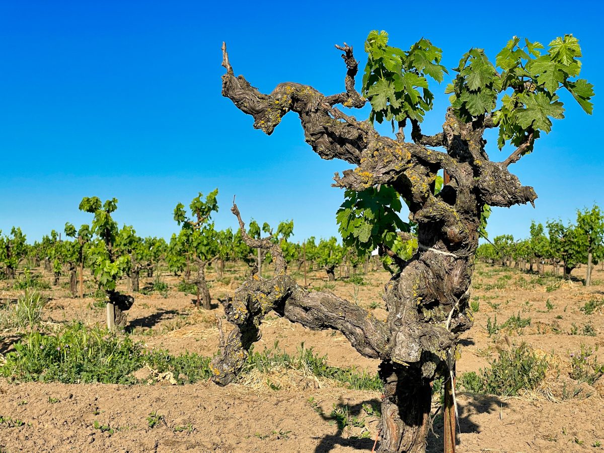 Tasting California's Ancient Vines: Lodi's Heritage Vineyards : Vinography
