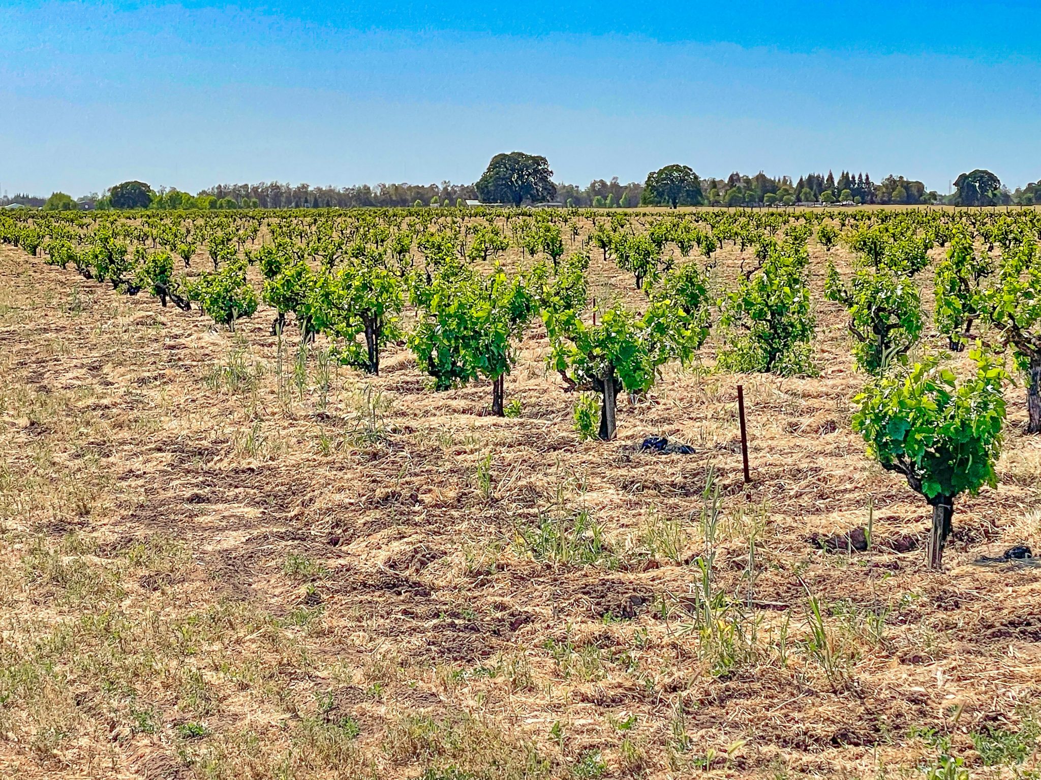 Tasting California's Ancient Vines: Lodi's Heritage Vineyards : Vinography